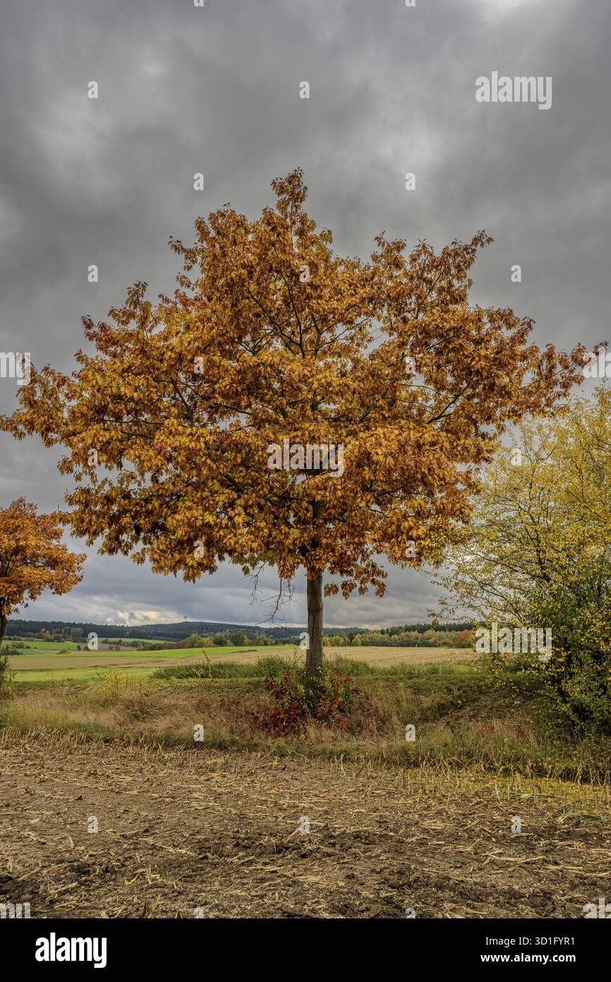 Beautiful orange tree stands hi-res stock photography and images - Alamy