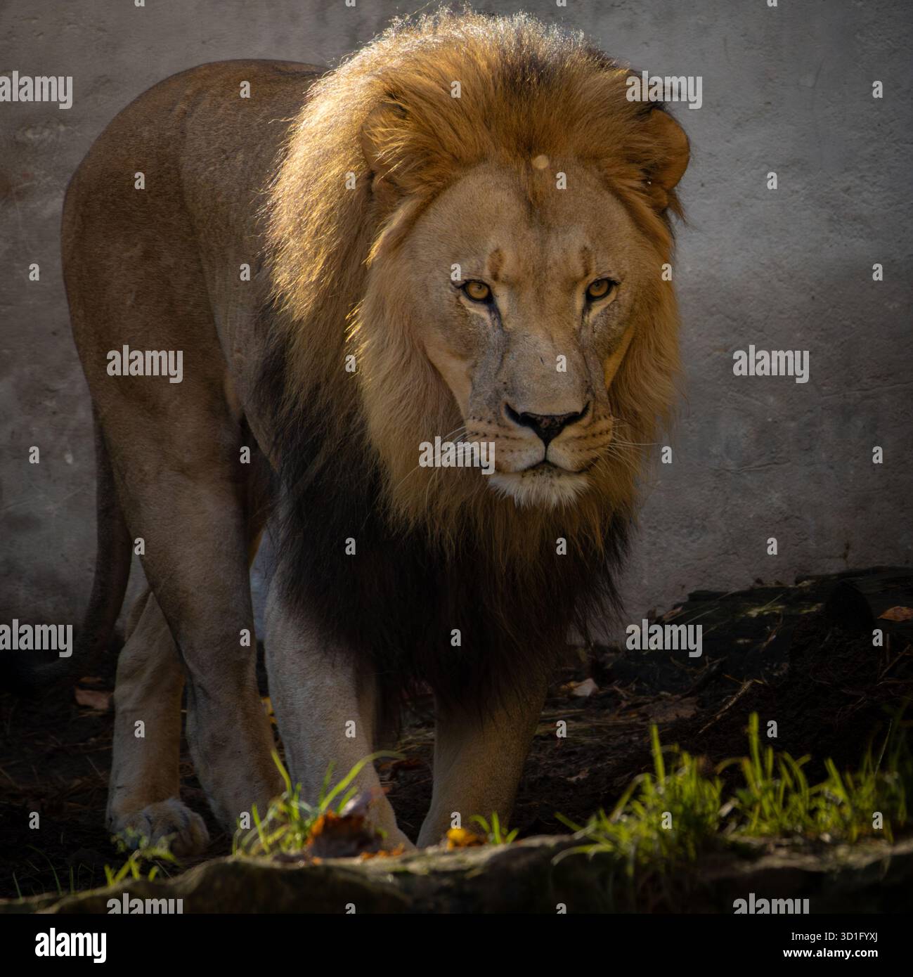 The lion king of jungle, also known as the Southeast African lion Stock ...