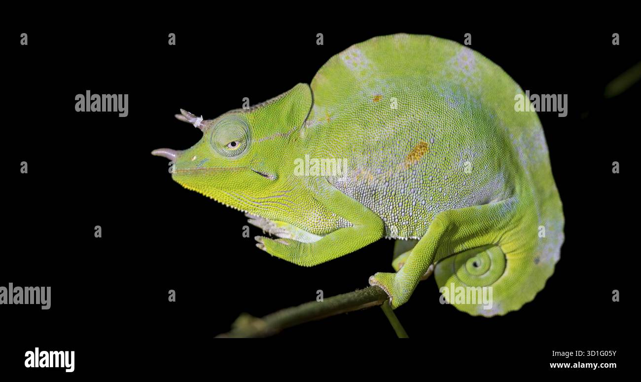 Usambara three-horned chameleon (Trioceros deremensis), chameleon on a ...