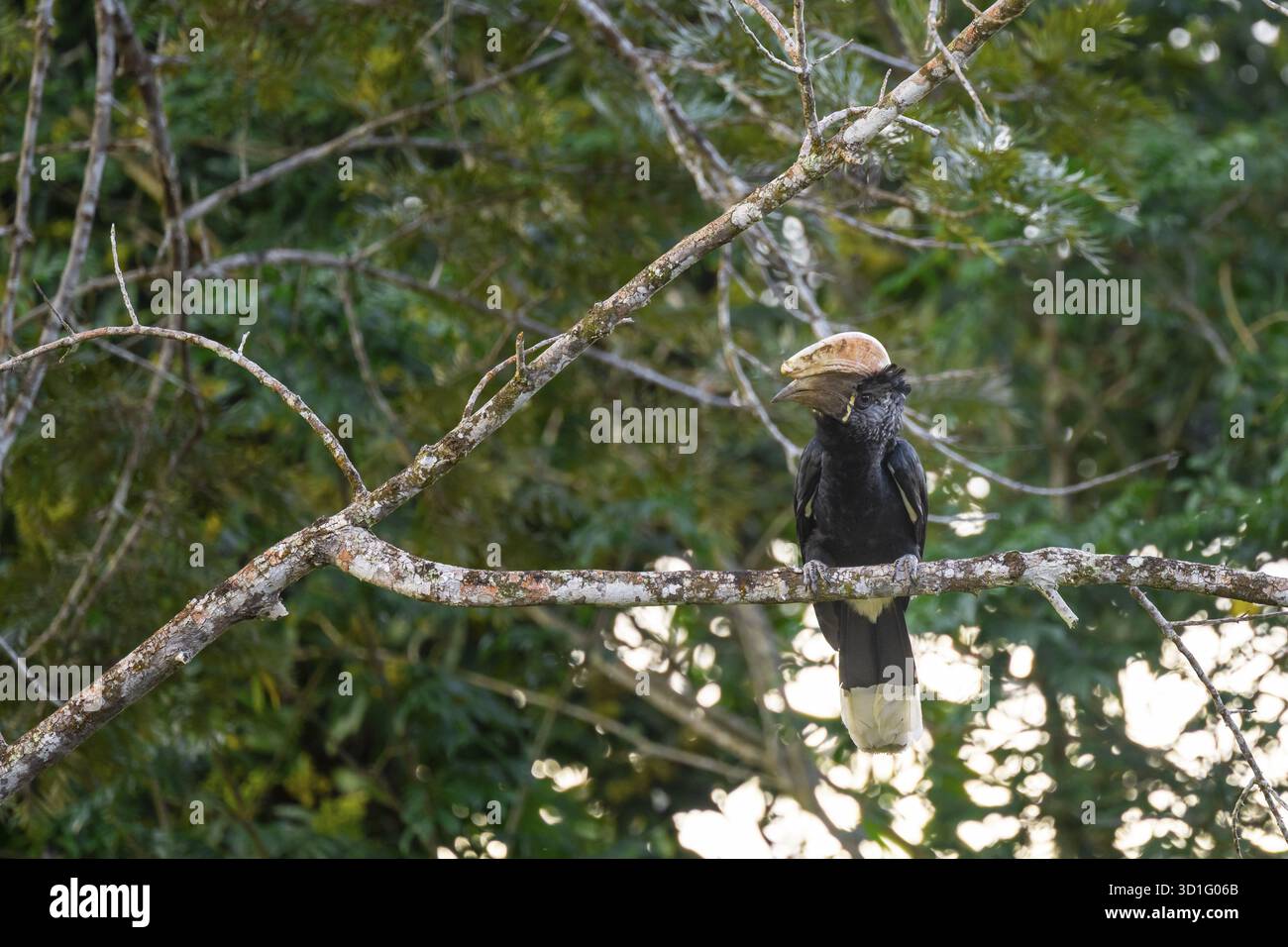 Tanzania male silvery cheeked hi-res stock photography and images - Alamy