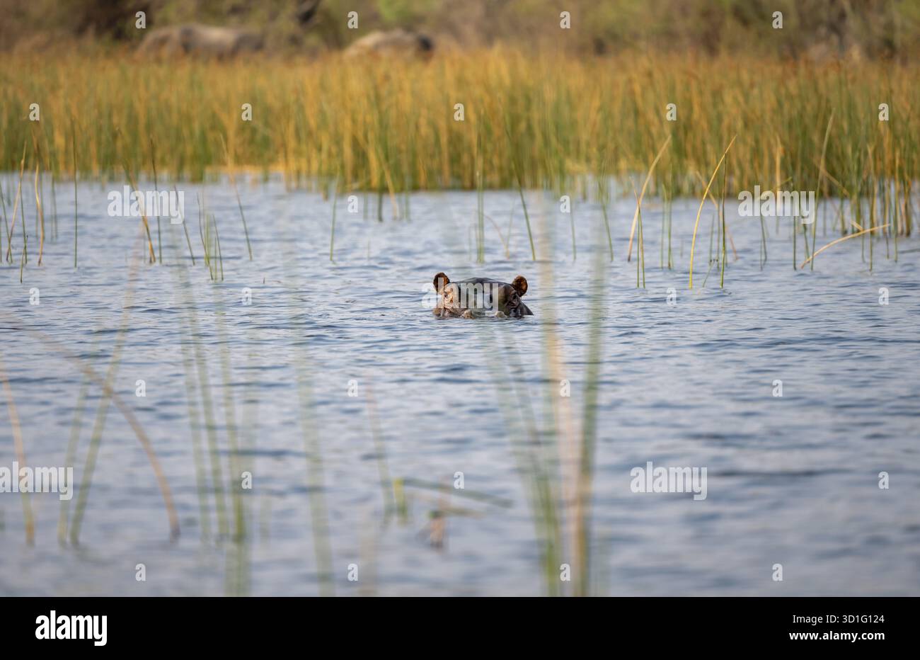 Hippopotamus (Hippopatamus amphibius) in the river, Thamalakane River ...