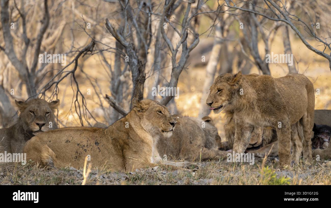 Lions (Panthera Leo), pack with young animals, Moremi Game Reserve ...