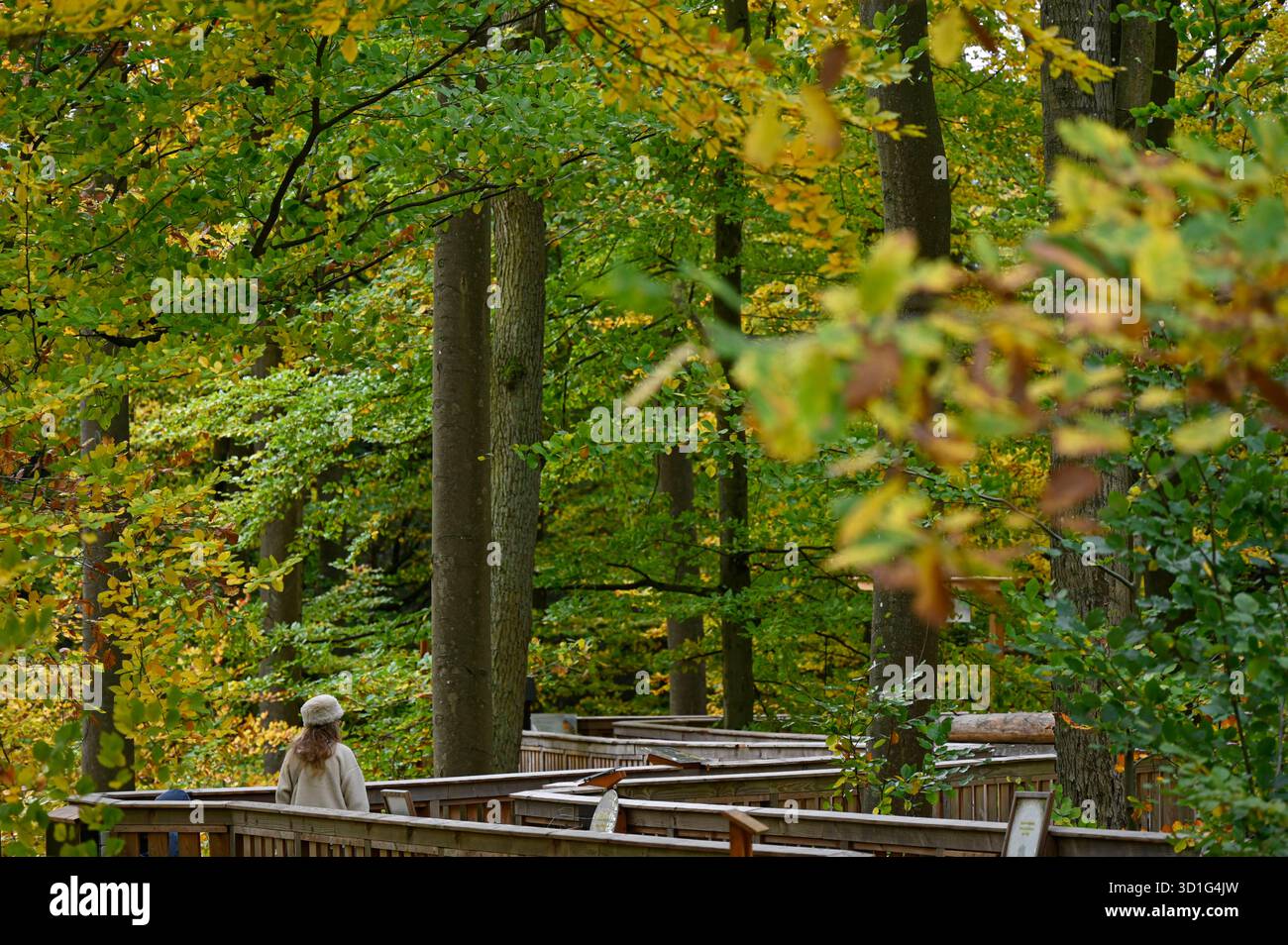 Baumwipfelweg mit Herbstwald in Bad Camberg Foto vom 24.10.2025. Der ...
