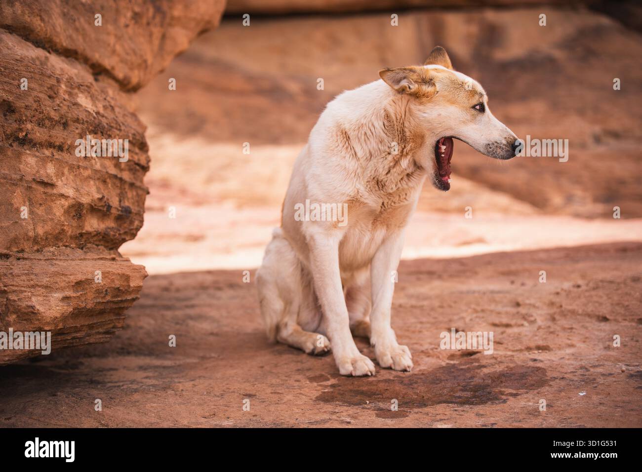 Stray dogs yawning among the sandstone cliffs and red sand dunes of ...
