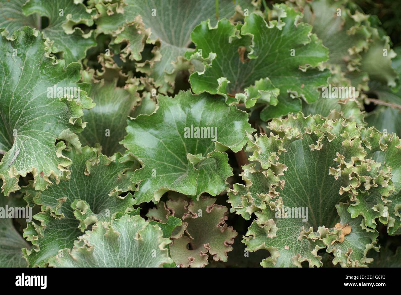 The unusual leaves of Farfugium japonicum 'Wavy Gravy' (Leopard plant ...