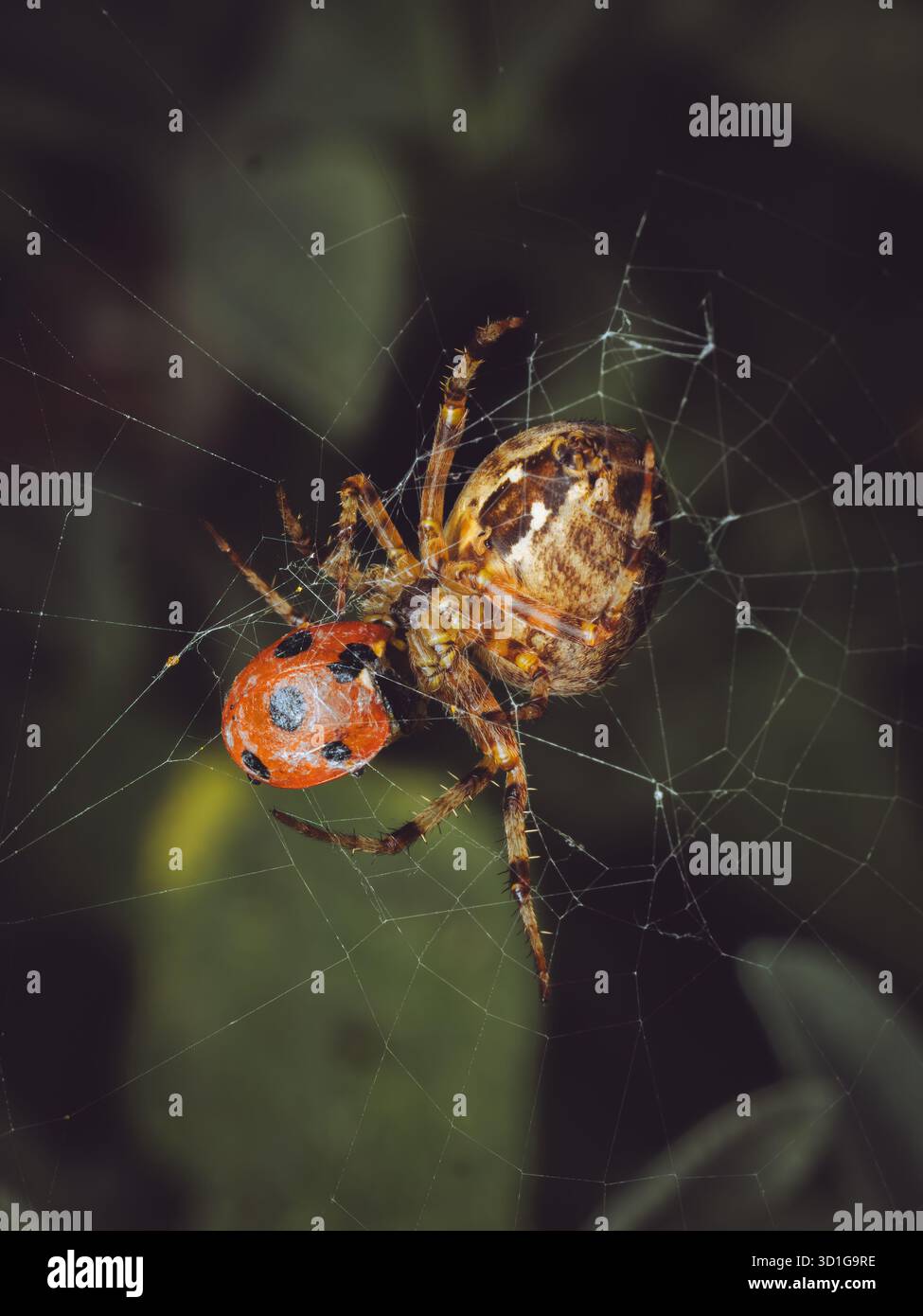a European garden spider eating a captured ladybird beetle Stock Photo ...