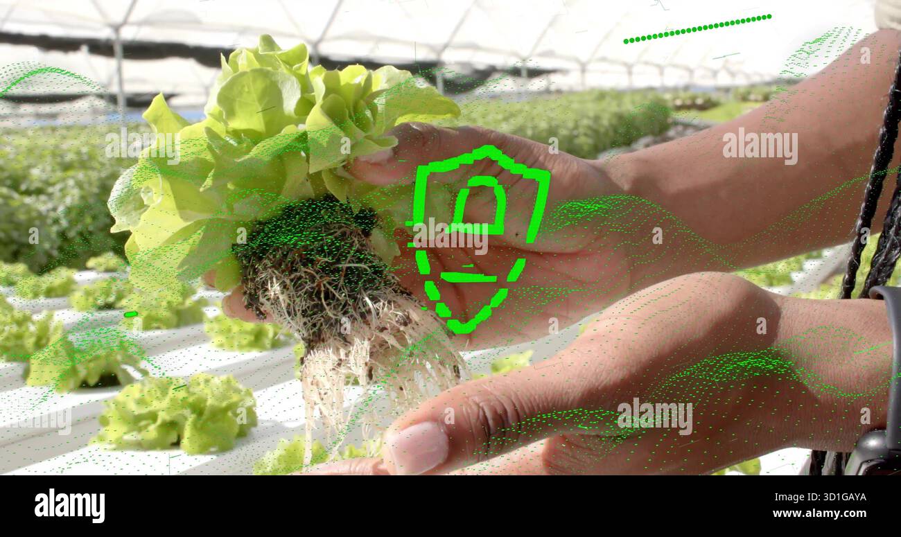 Farm worker wearing work gear harvesting hydroponic lettuce roots ...