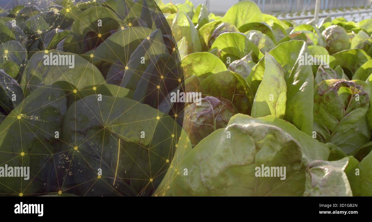 Growing green and red lettuce heads in troughs in greenhouse, with ...