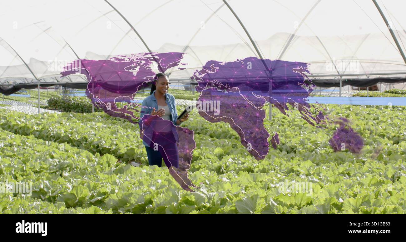 Examining greenhouse lettuce rows, Black agronomist holding tablet with ...