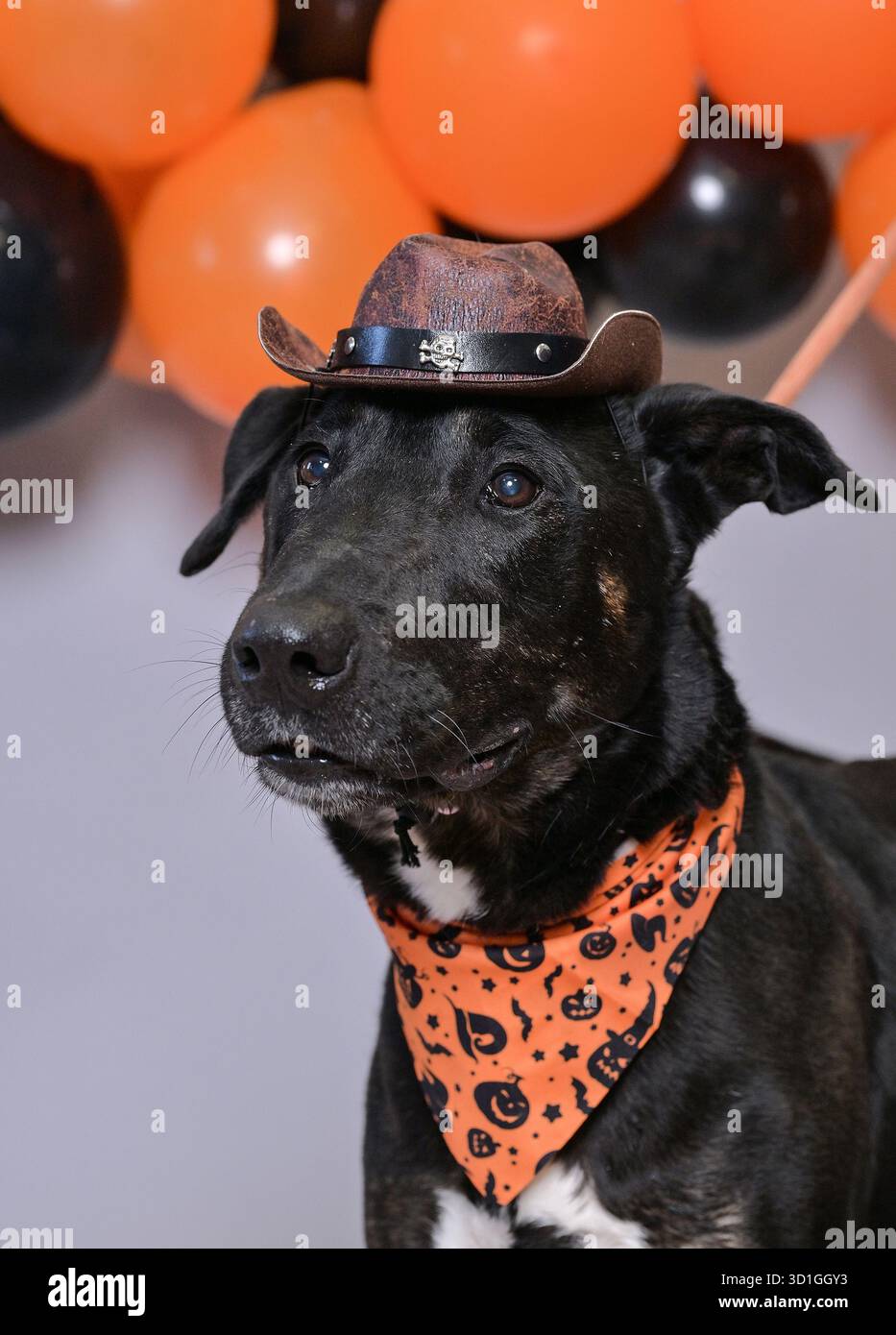 Dog named Bomba posed in a Halloween costume in Zagreb on October 28th ...