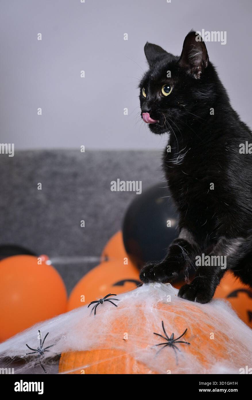Cat named Martina posed in a Halloween costume in Zagreb on October ...