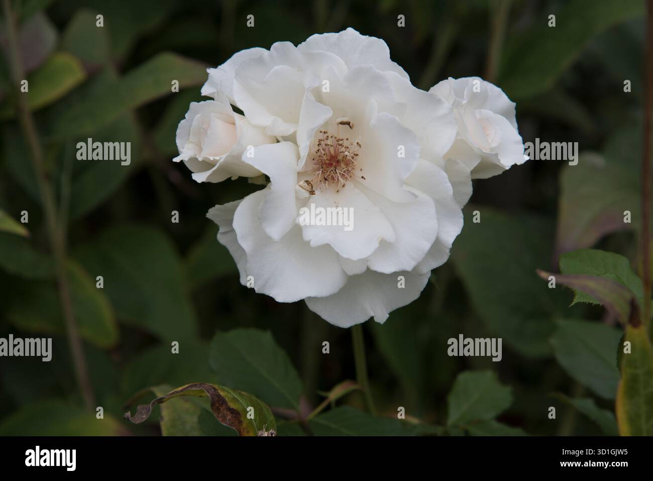 Rose flower, Rosa Margaret Merril Stock Photo - Alamy