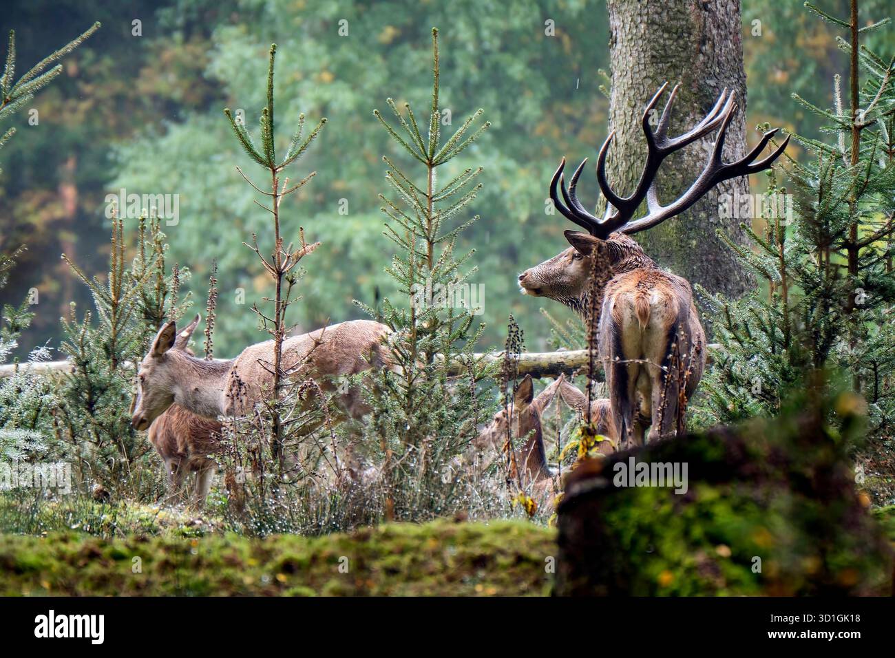 Rotwild Cervus elaphus . Rotwild Cervus elaphus im Wildgatter ...