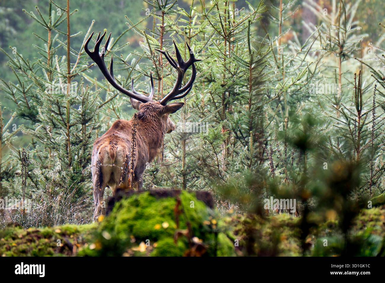Rotwild Cervus elaphus . Rotwild Cervus elaphus im Wildgatter ...