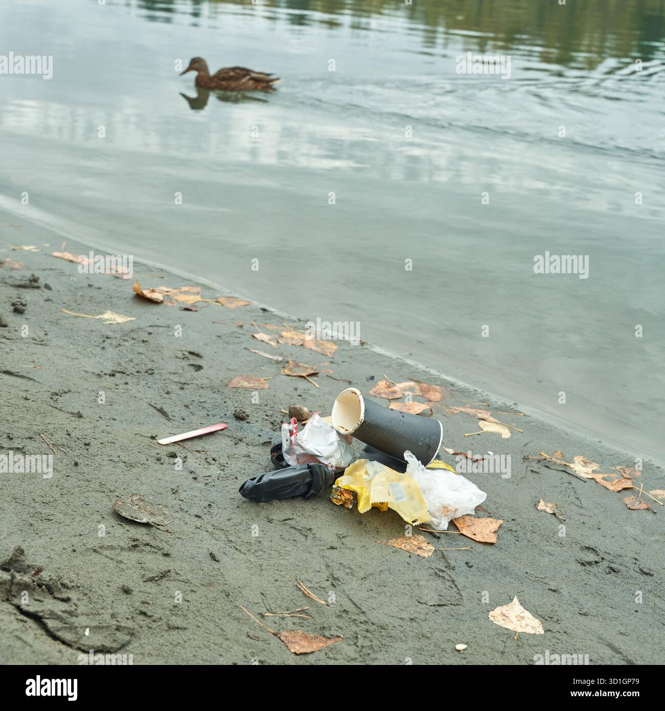 Environmental pollution on lakeshore with floating duck and littered ...