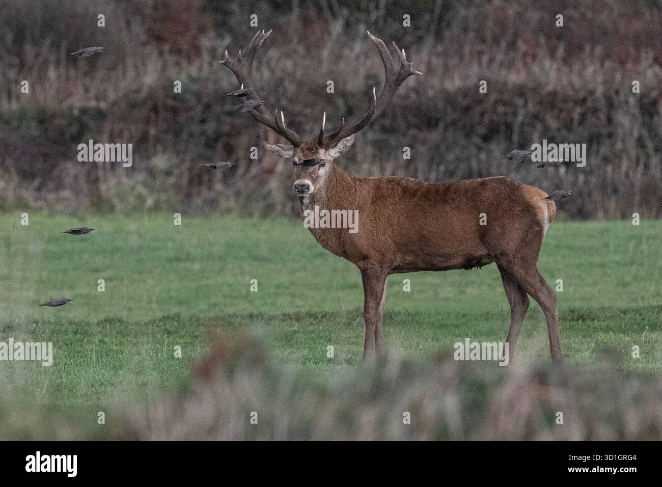 The Monarch of Cornwall, Red Deer. West Cornwall. living with cattle ...
