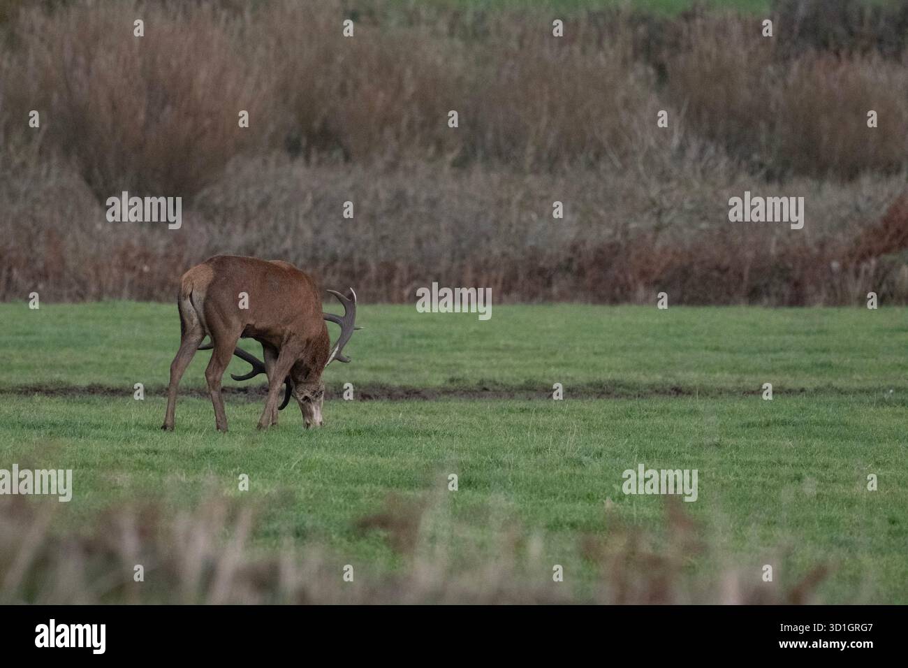 The Monarch of Cornwall, Red Deer. West Cornwall. living with cattle ...