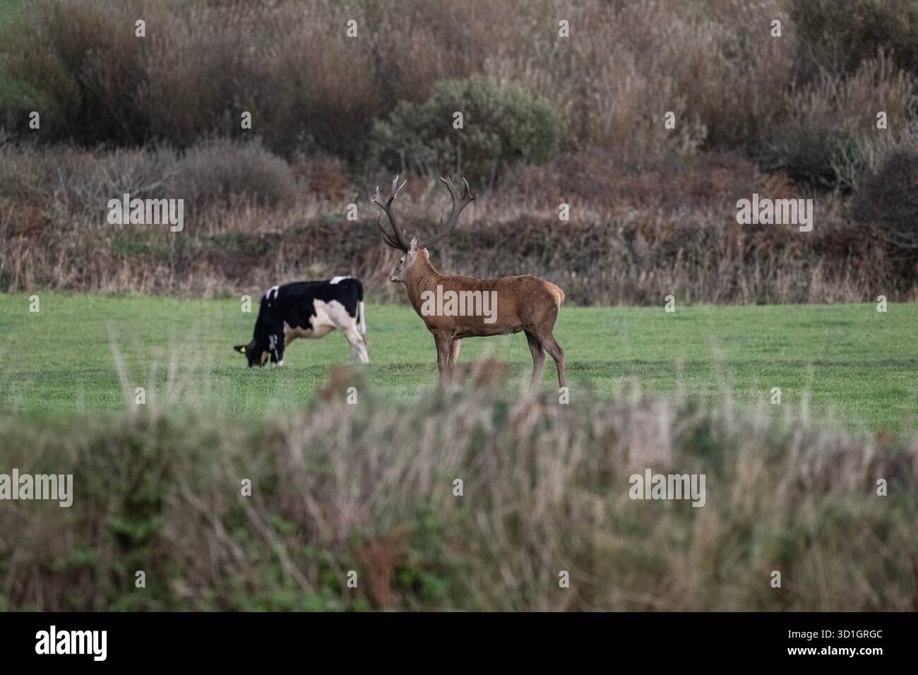 The Monarch of Cornwall, Red Deer. West Cornwall. living with cattle ...