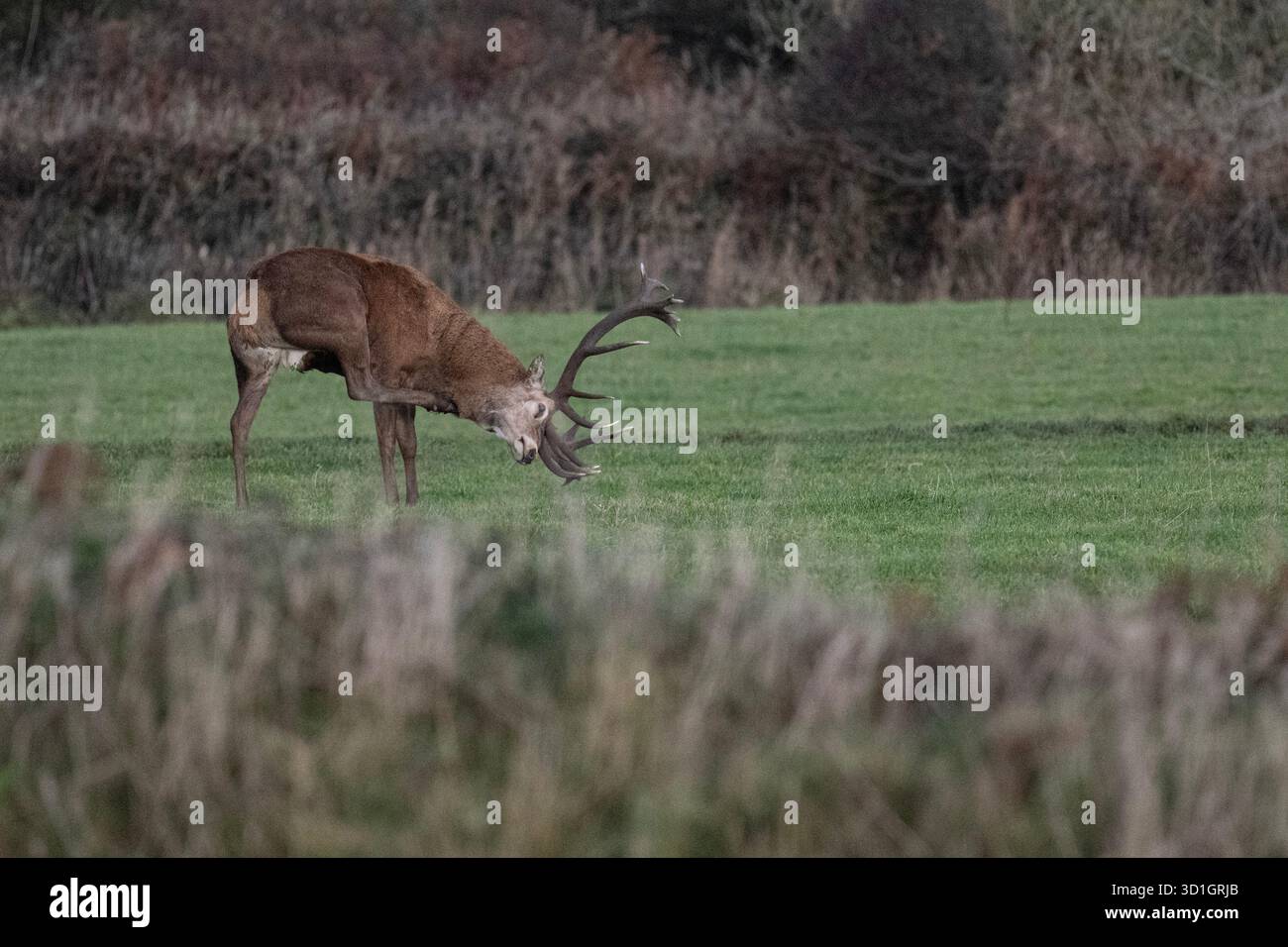 The Monarch of Cornwall, Red Deer. West Cornwall. living with cattle ...