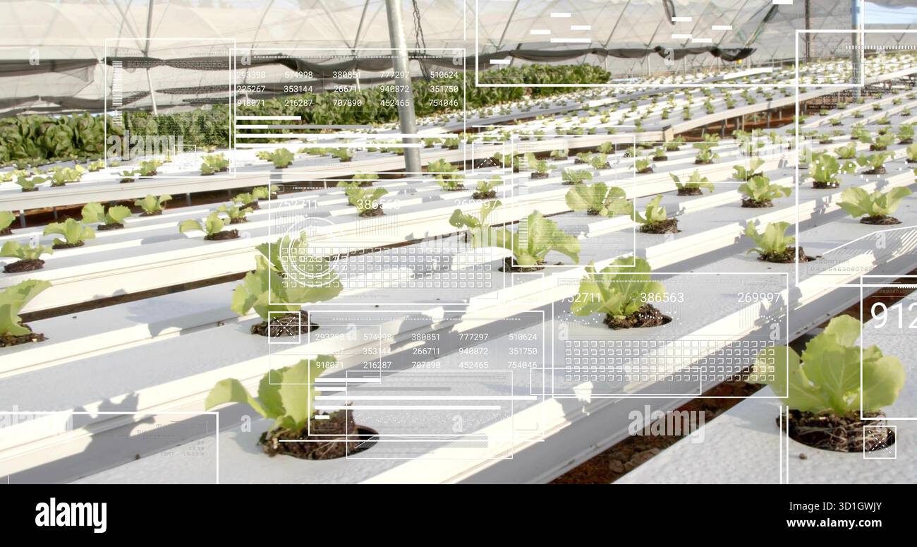 Growing lettuce seedlings in hydroponic channels at greenhouse with ...