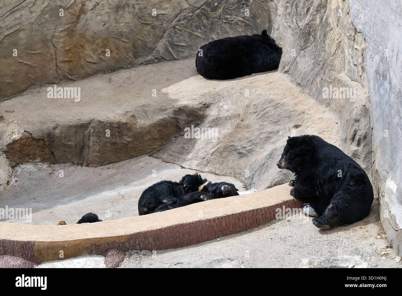 Black bears relaxing in concrete zoo enclosure, family group lounging ...