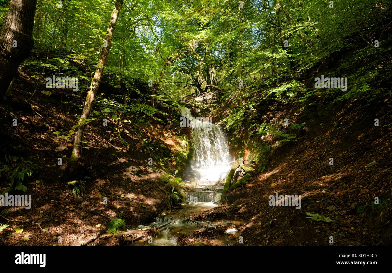 A beautiful waterfall cascades over a woodland cliff in Reddisher Wood ...