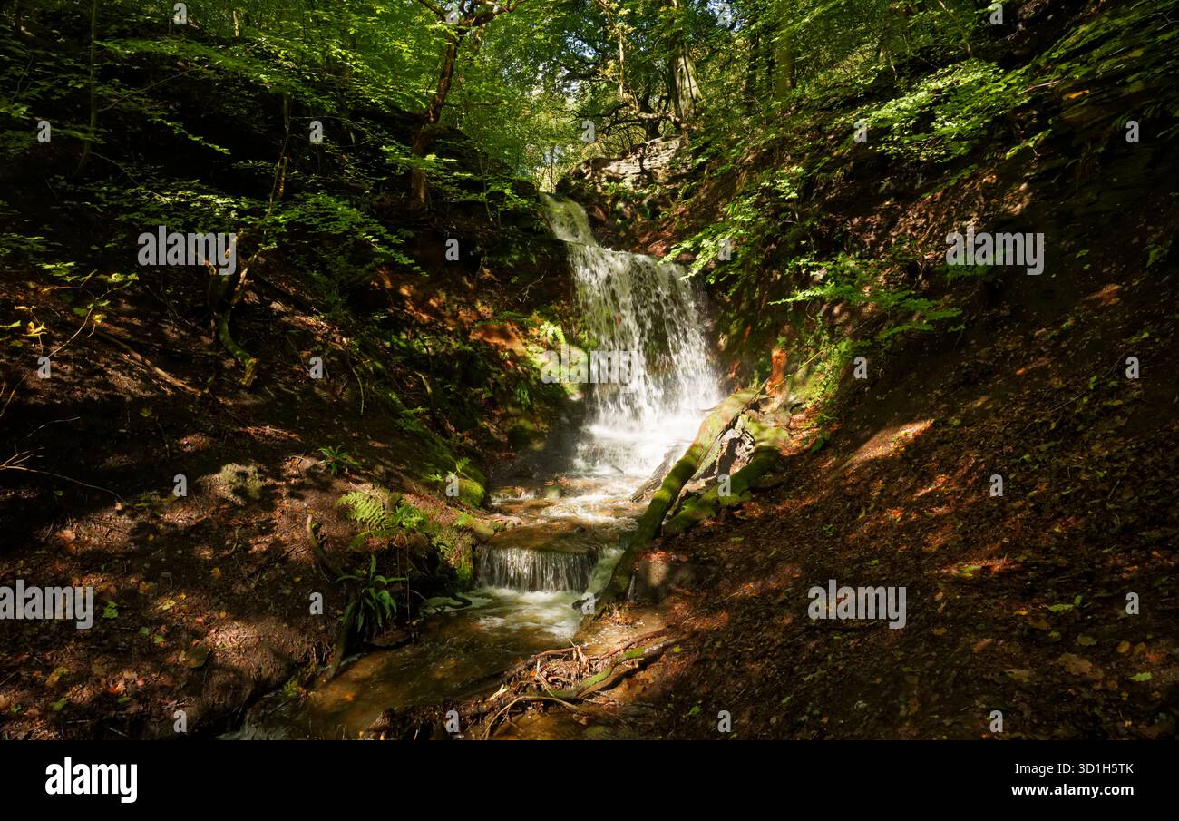 A beautiful waterfall cascades over a woodland cliff in Reddisher Wood ...