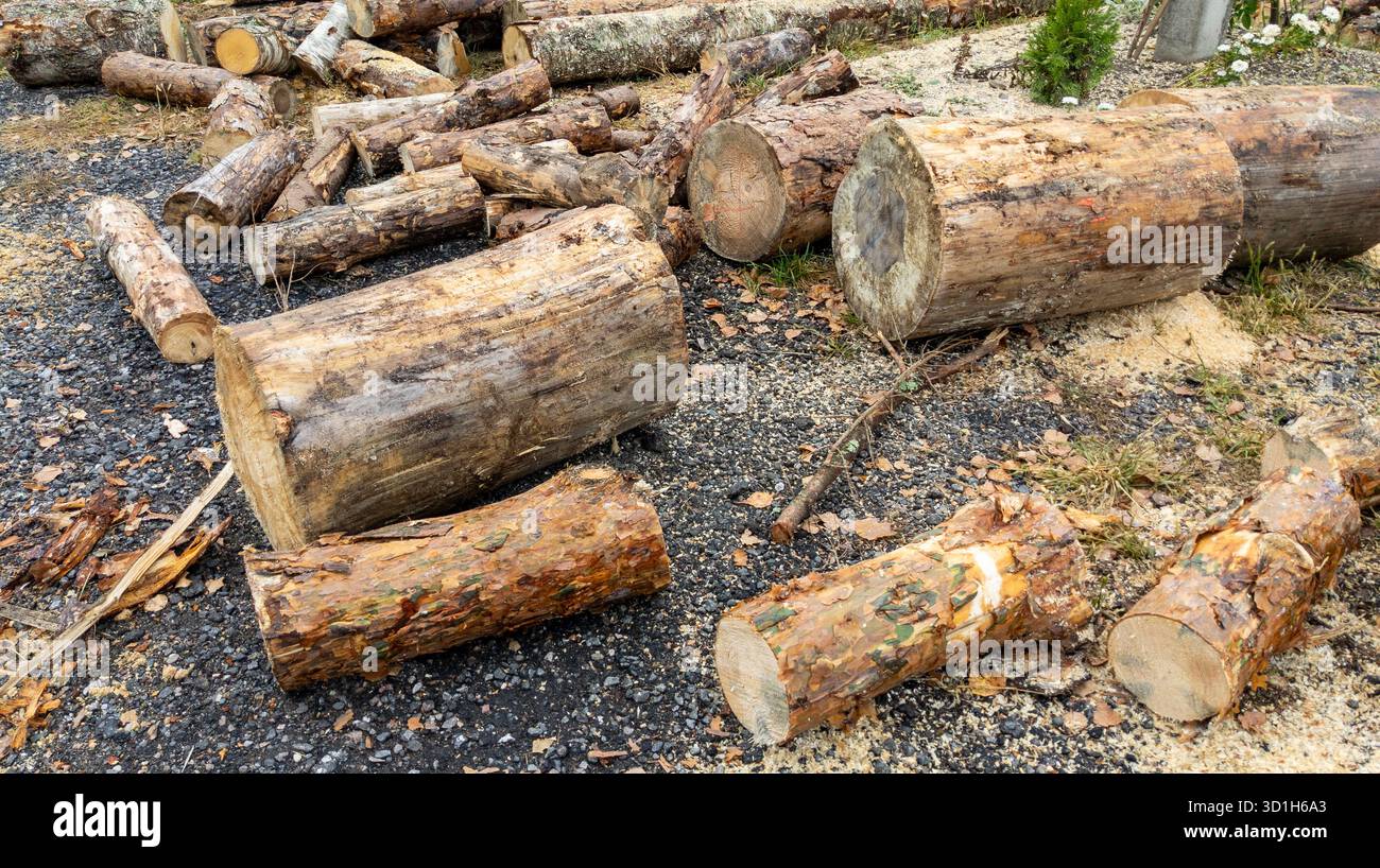 Sawn logs scattered on the ground. Logs of sawn pine closeup ...