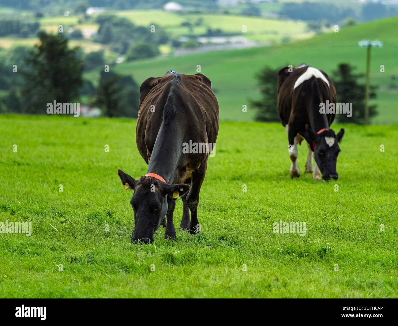 Two cows are eating grass in a field in West Cork, Ireland. One cow is ...