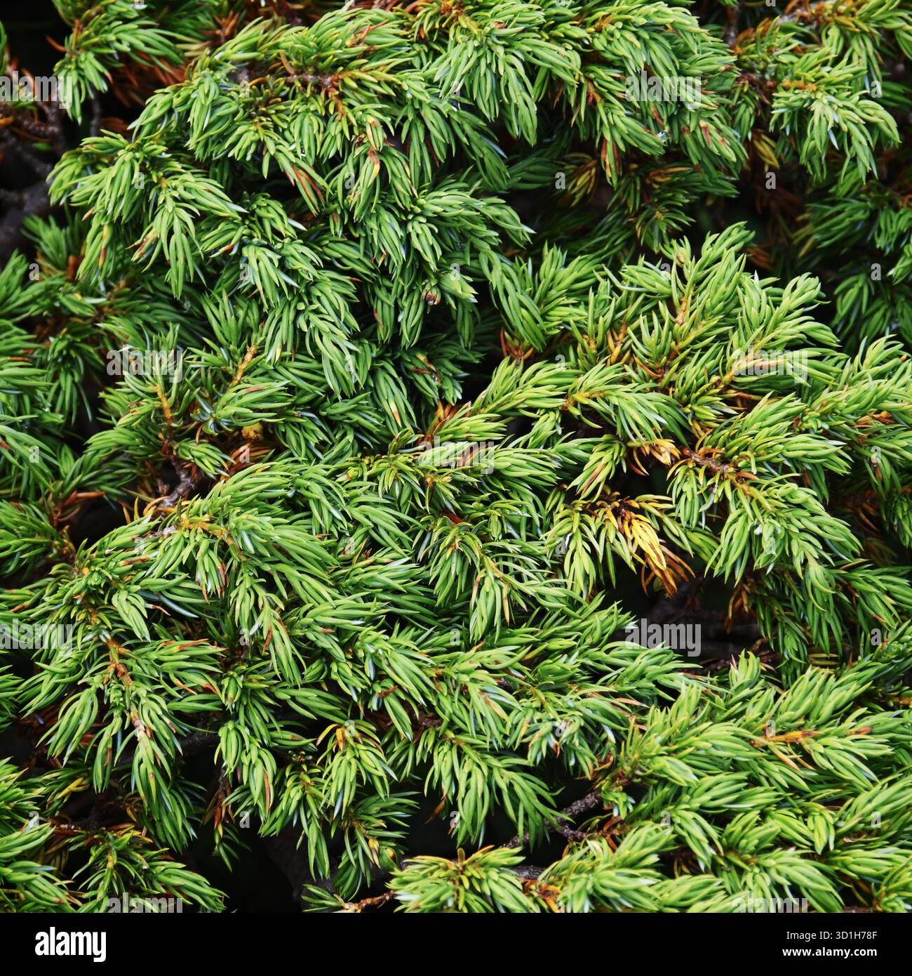 Common juniper plant hi-res stock photography and images - Alamy