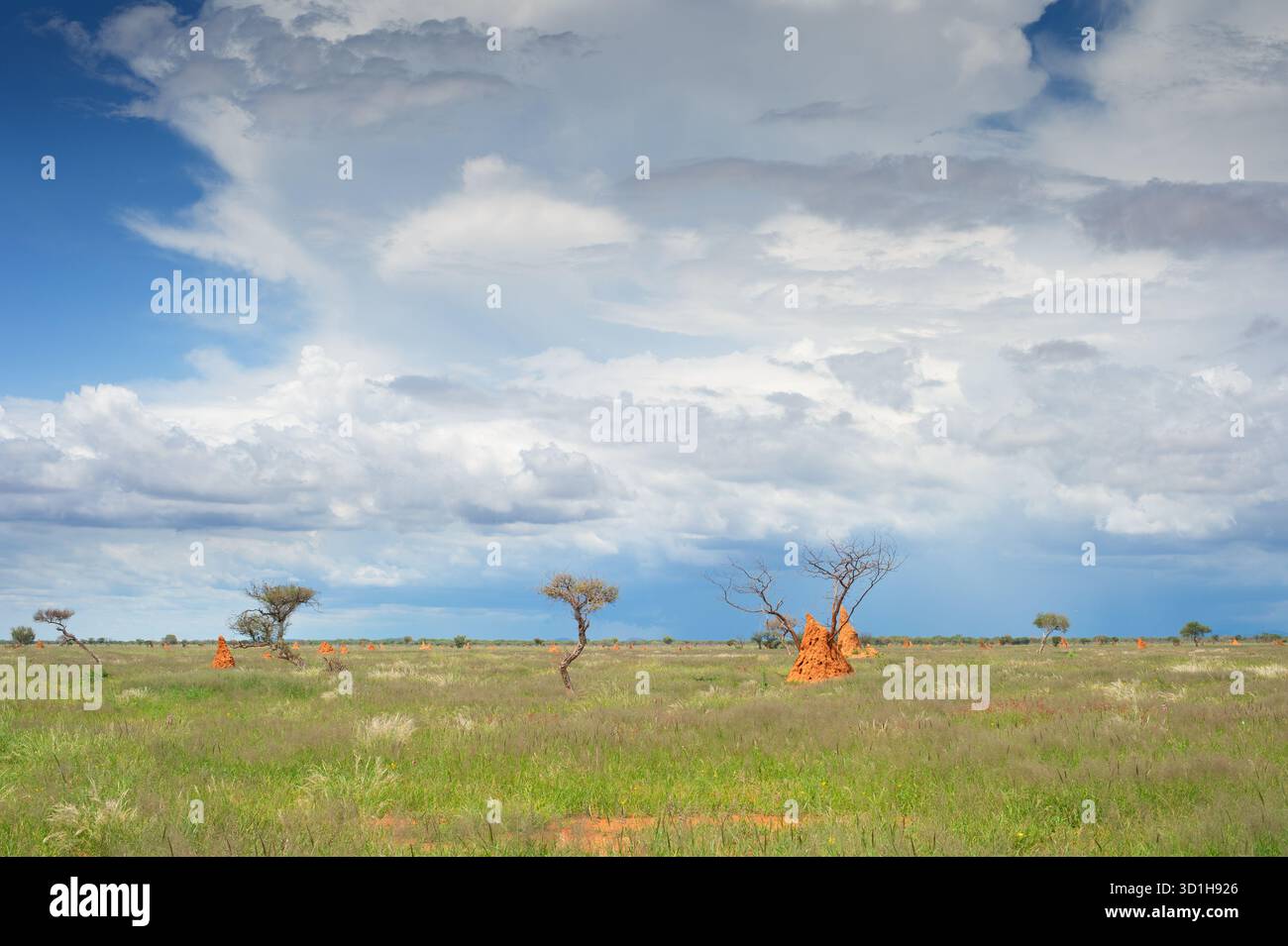 Large termite mounds in typical african landscape with termite in ...