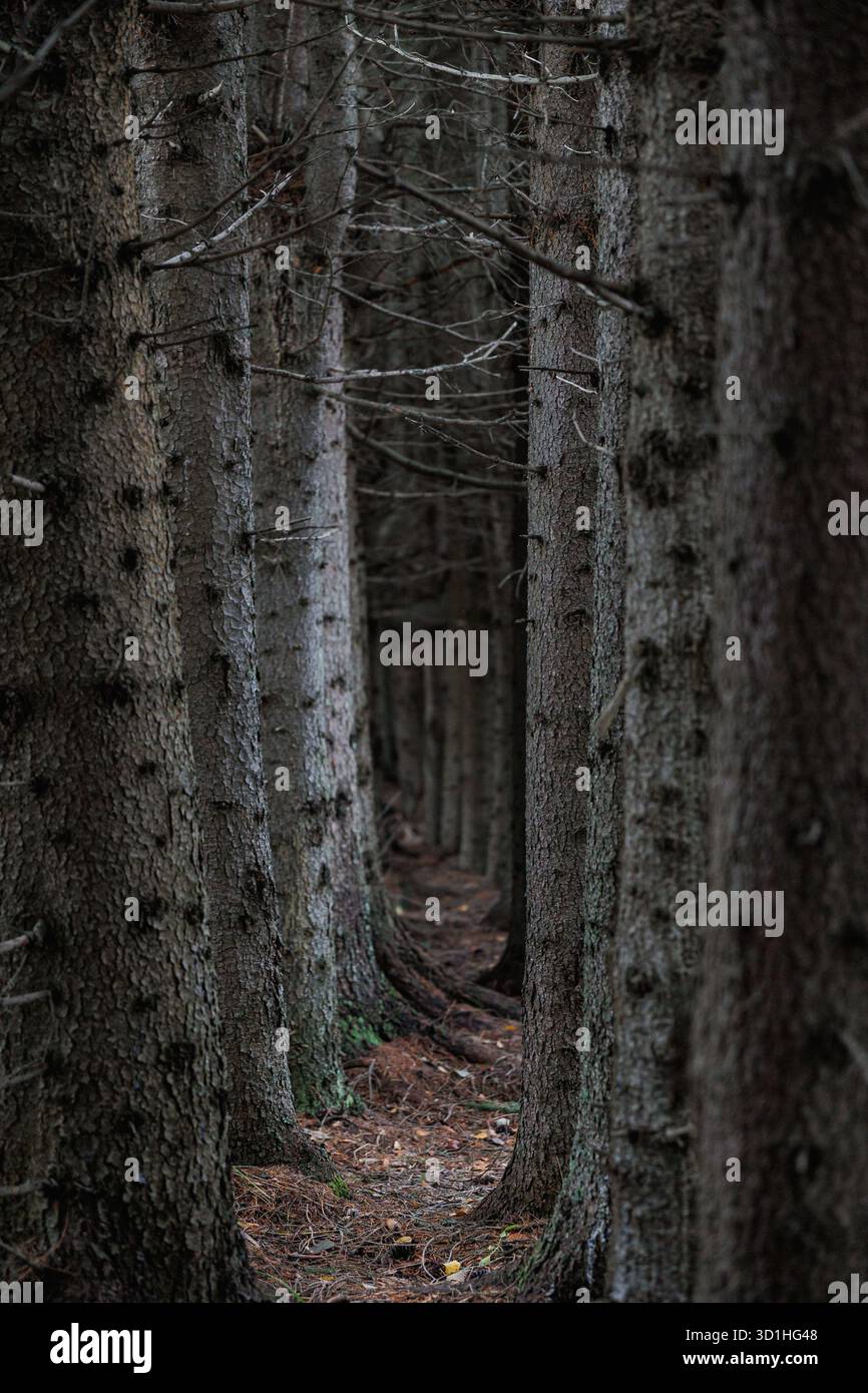 eerie forest pathway under muted light, dark Stock Photo - Alamy