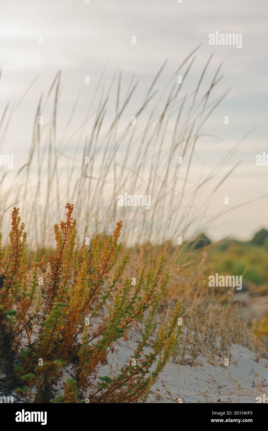 Colorful coastal shrub stands in front of tall dune grass under a soft ...