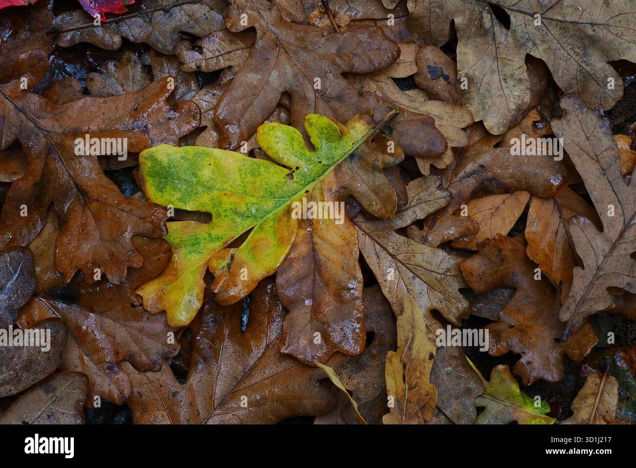 Deciduous leaf litter on the ground in autumn, UK Stock Photo - Alamy