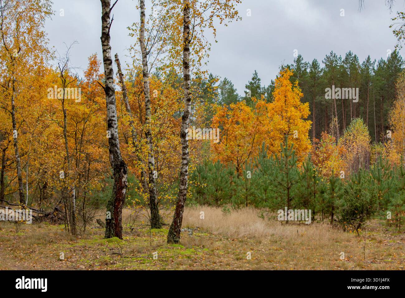 Autumn landscape in a mixed forest. Yellow foliage on birch trees ...