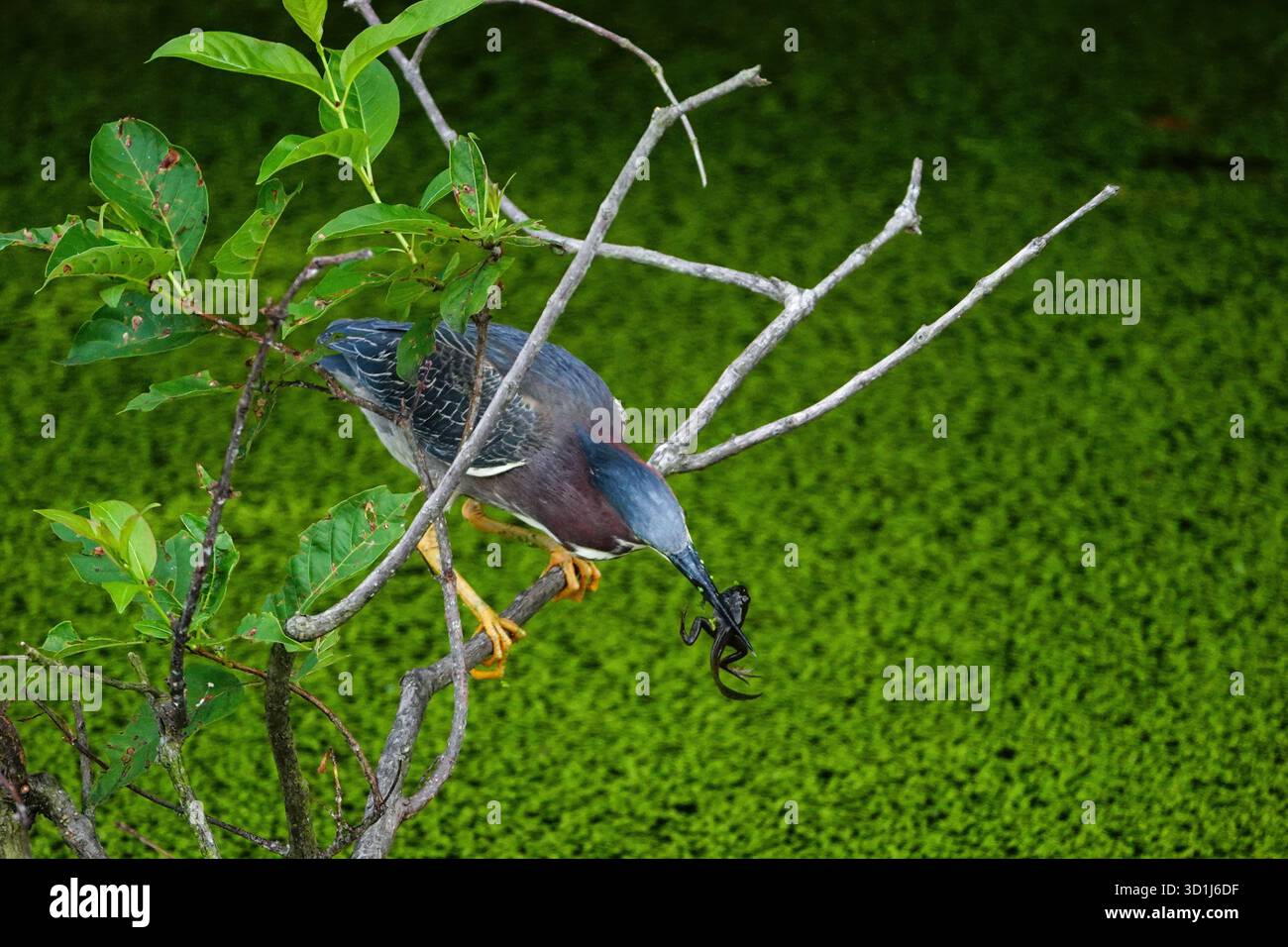 A Green Heron captures a tadpole at Port Royal Cypress Wetlands, a ...