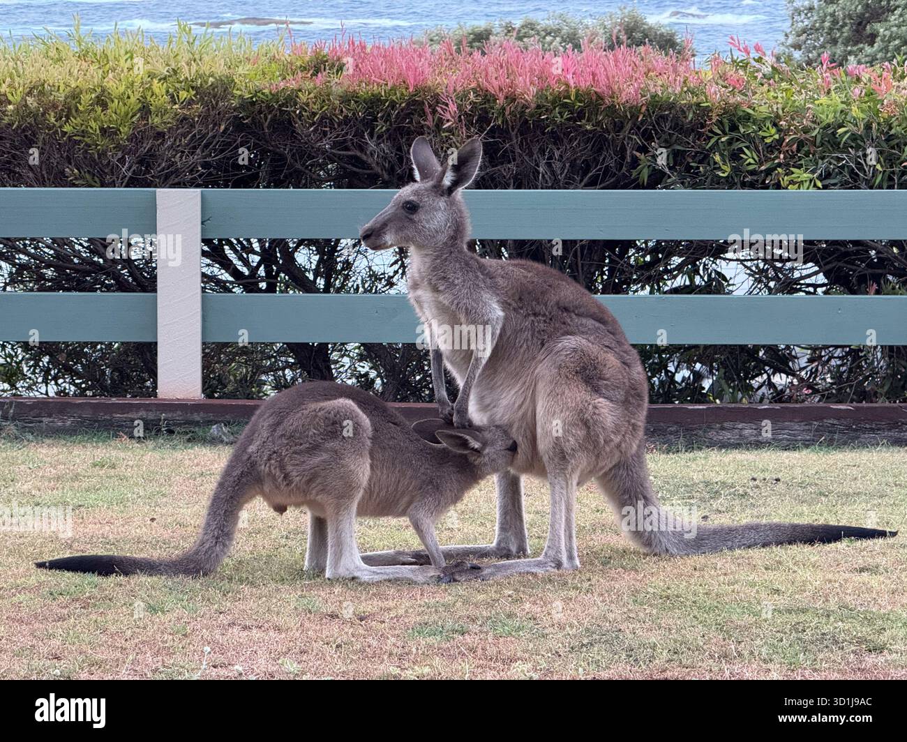 Side view of an Eastern Grey Kangaroo (Macropus giganteus) joey ...