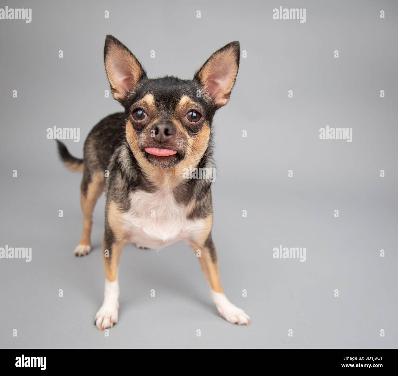 Portrait of a tri-colour Chihuahua dog sticking out its tongue Stock ...
