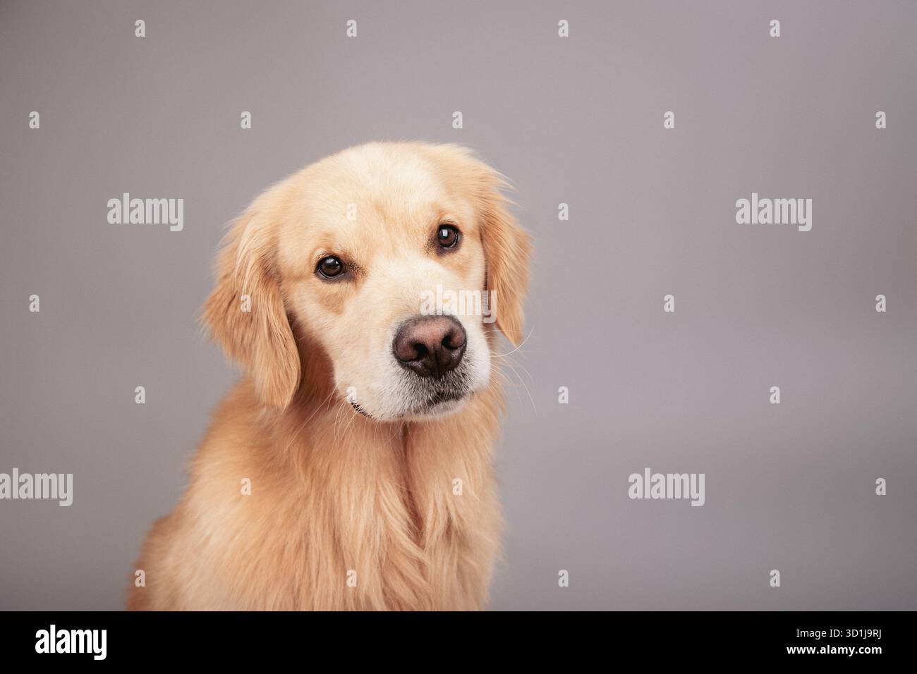 English bloodline golden retriever hi-res stock photography and images ...