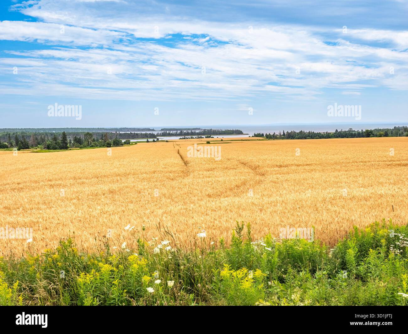 Golden field wheat crop hi-res stock photography and images - Alamy