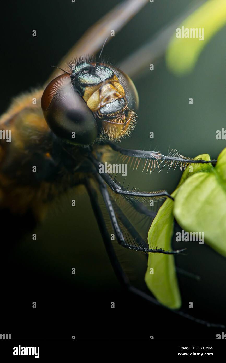 Dragonfly macro capturing intricate facial details and compound eyes ...