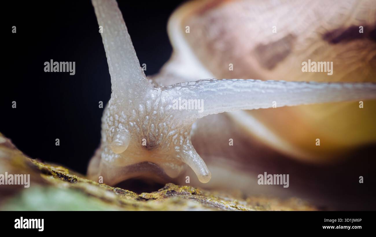 Snail moving slowly, extending its optical tentacles with eyes and ...