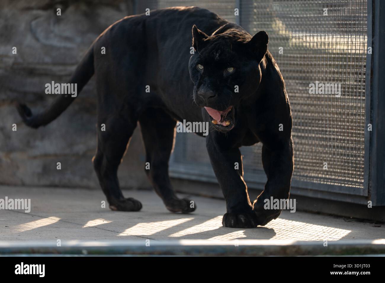 Black Jaguar caged, in sunlight Stock Photo - Alamy