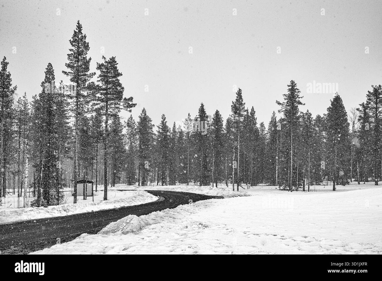 Scandinavian forest in snow Black and White Stock Photos & Images - Alamy