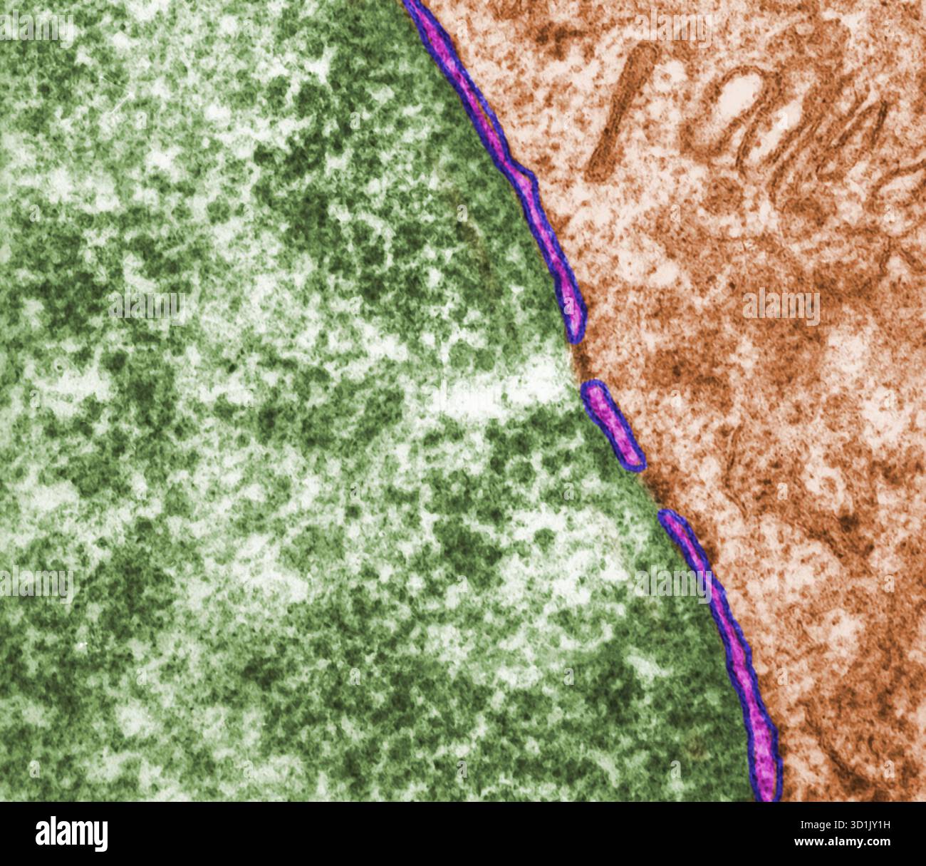 Coloured transmission electron micrograph (TEM) showing two nuclear ...