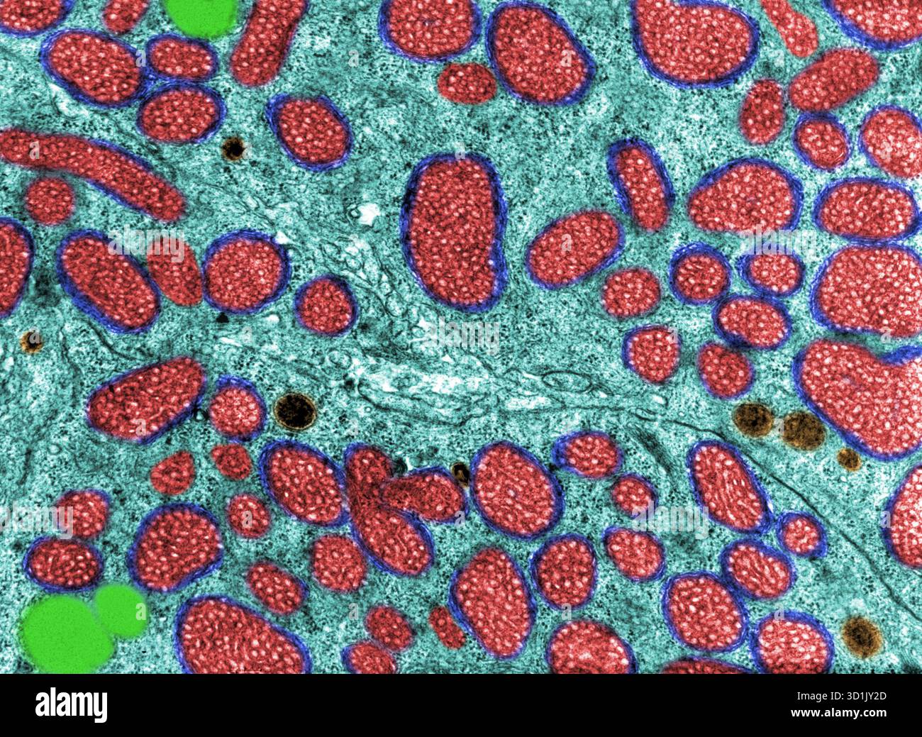 Adrenal cortex. Coloured transmission electron micrograph (TEM) of a ...