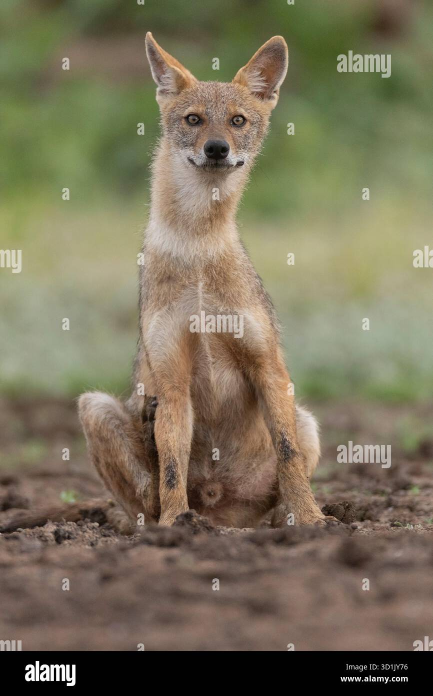 Male golden jackal (Canis aureus). Photographed in in Israel in ...
