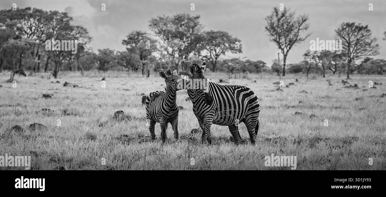 Strong bonding Black and White Stock Photos & Images - Alamy