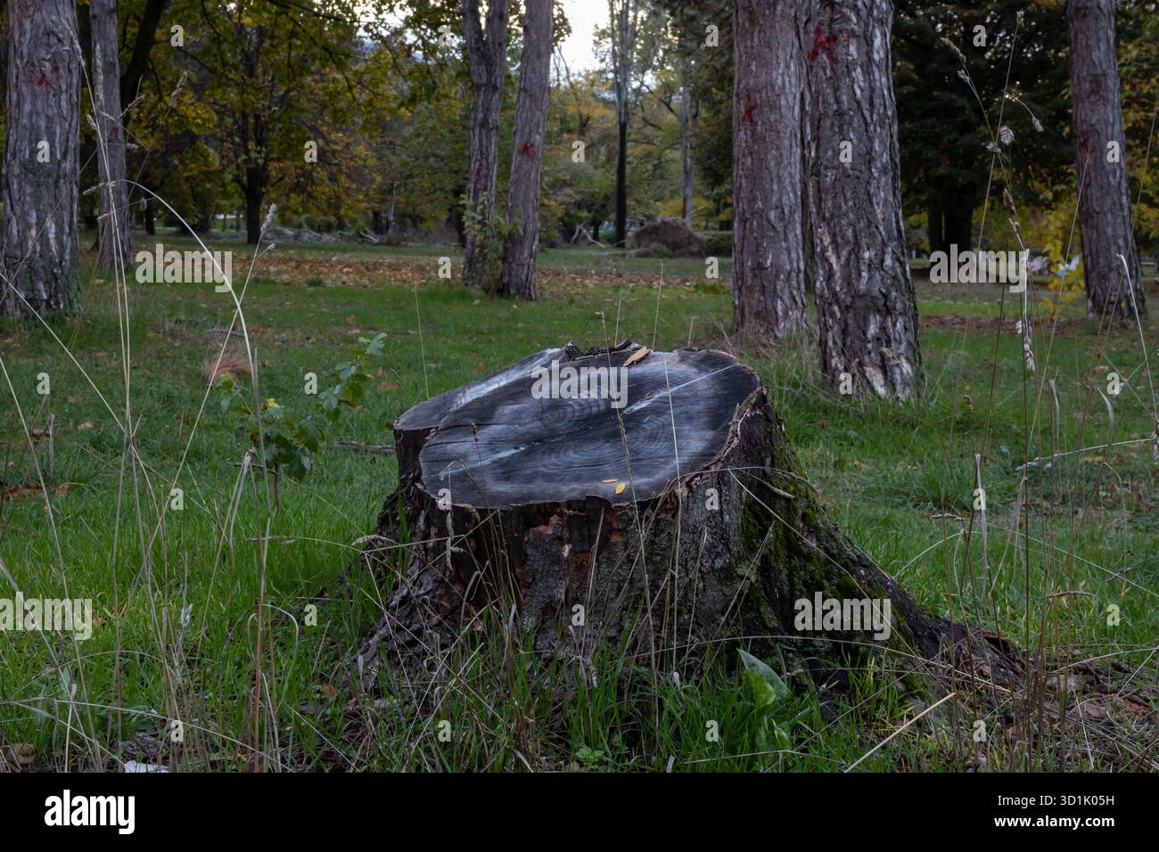 weathered tree stump with prominent growth rings sits in a grassy ...