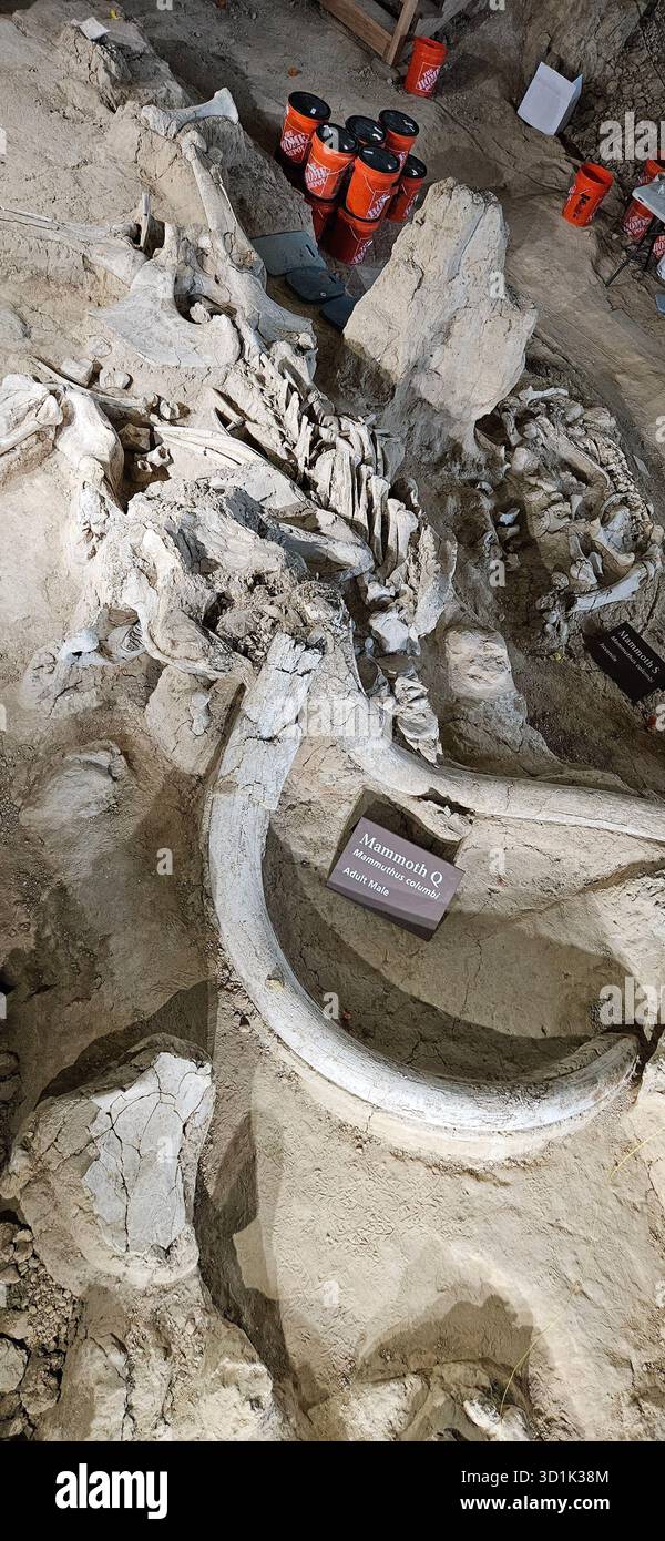 Prehistoric mammoth bones uncovered in central Texas excavation site ...